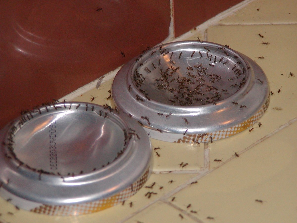 Sweet Sugary Boric Acid Ant Bait BigOven 165368